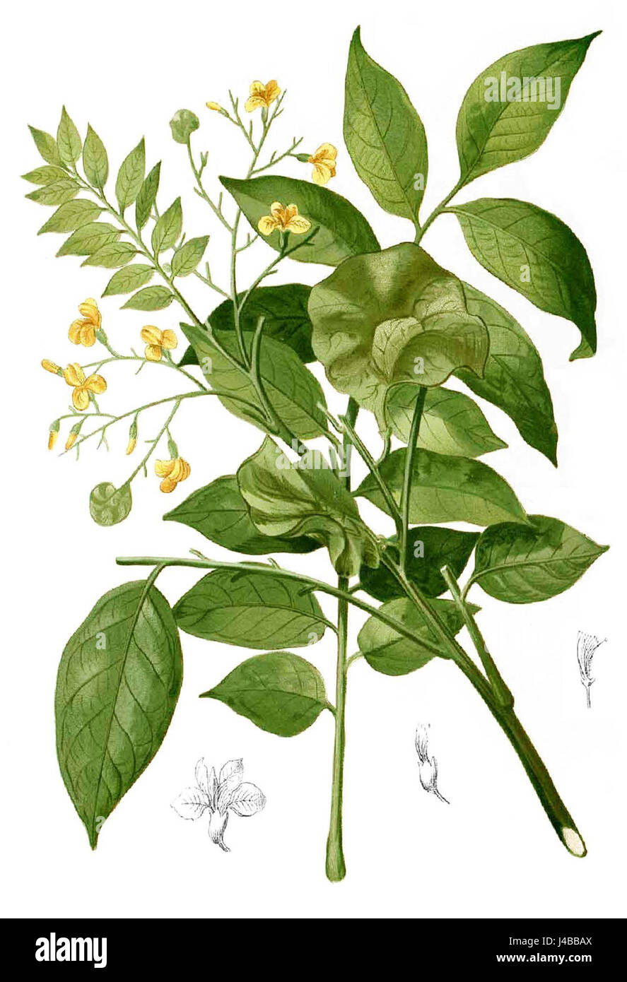 Pterocarpus indicus hi-res stock photography and images - Alamy