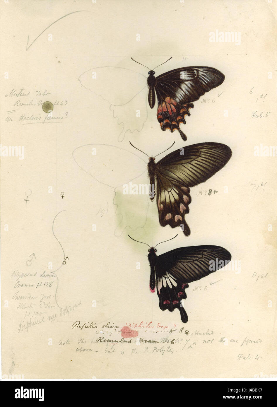 Robert Templeton Rhopalocera Ceylon Plate 1 Stock Photo - Alamy