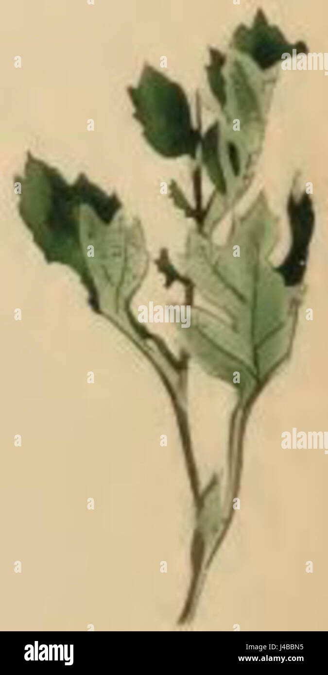 Recurvaria leucatella a sprig of hawthorn eaten by larva Stock Photo ...