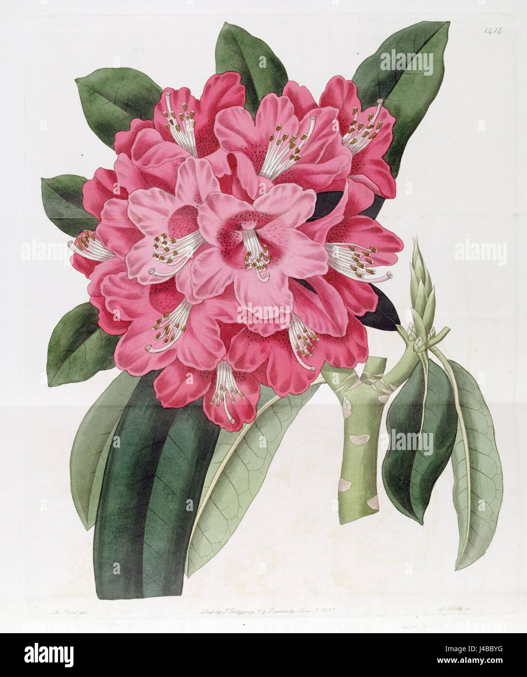Rhododendron identification hi-res stock photography and images - Alamy