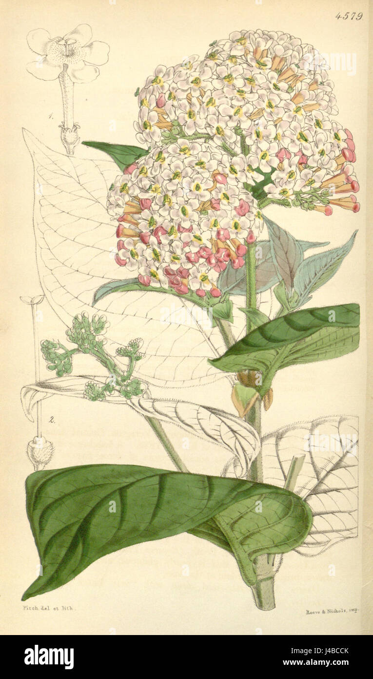 Rondeletia amoena hi-res stock photography and images - Alamy