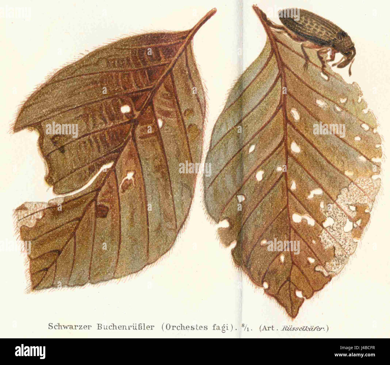 Rhynchaenus fagi hi-res stock photography and images - Alamy