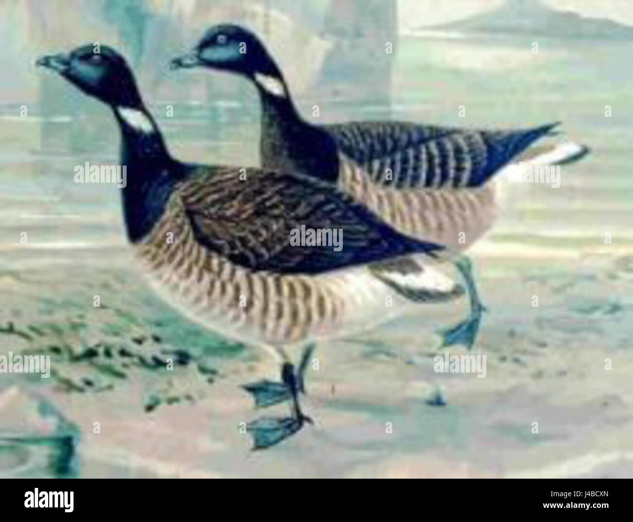 Ring on neck goose hi-res stock photography and images - Alamy