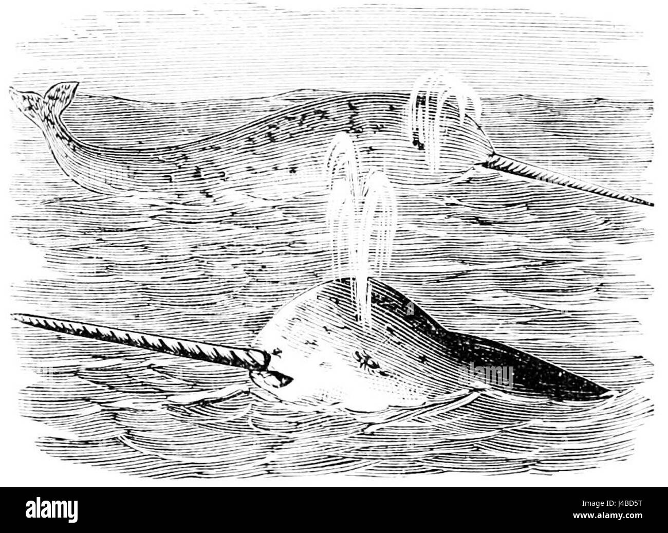 The narwhal, often referred to as the 'sea unicorn,' is a species of ...