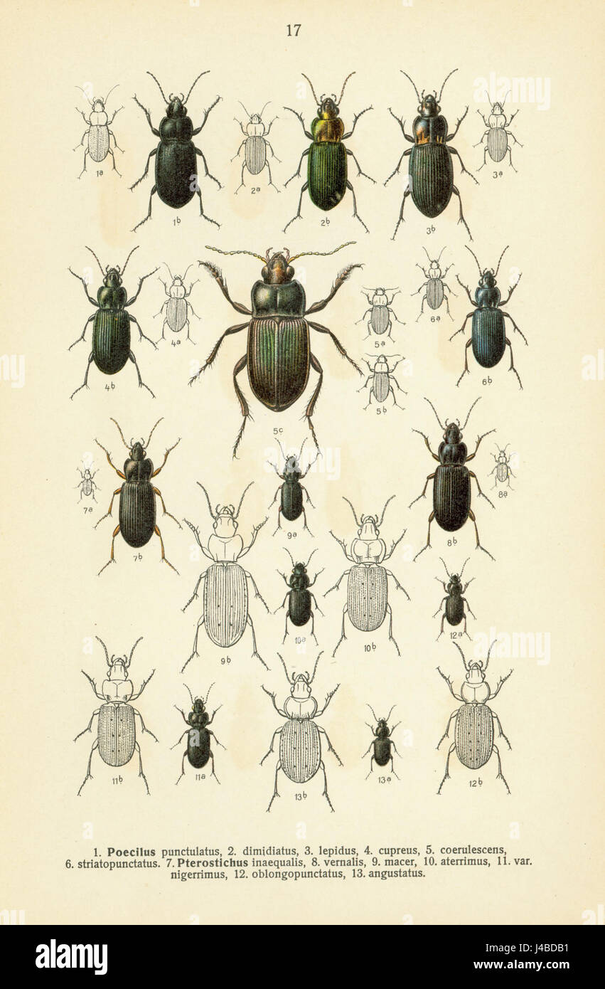 Reitter 1908 Table 17 is part of a zoological publication by the German ...