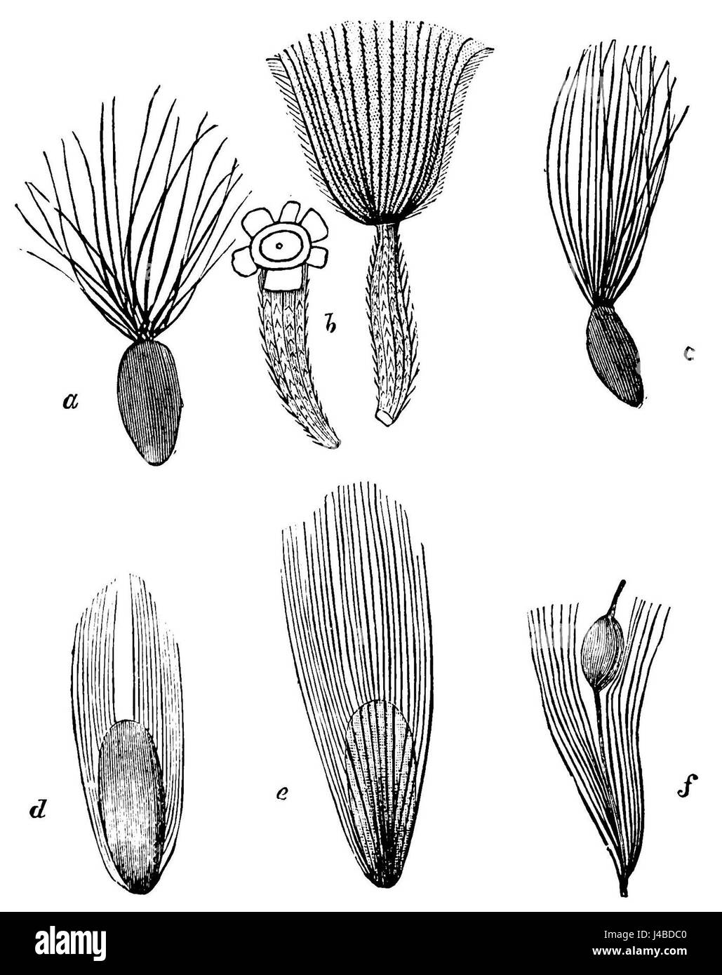 Plants seed dispersal mechanism hi-res stock photography and images - Alamy