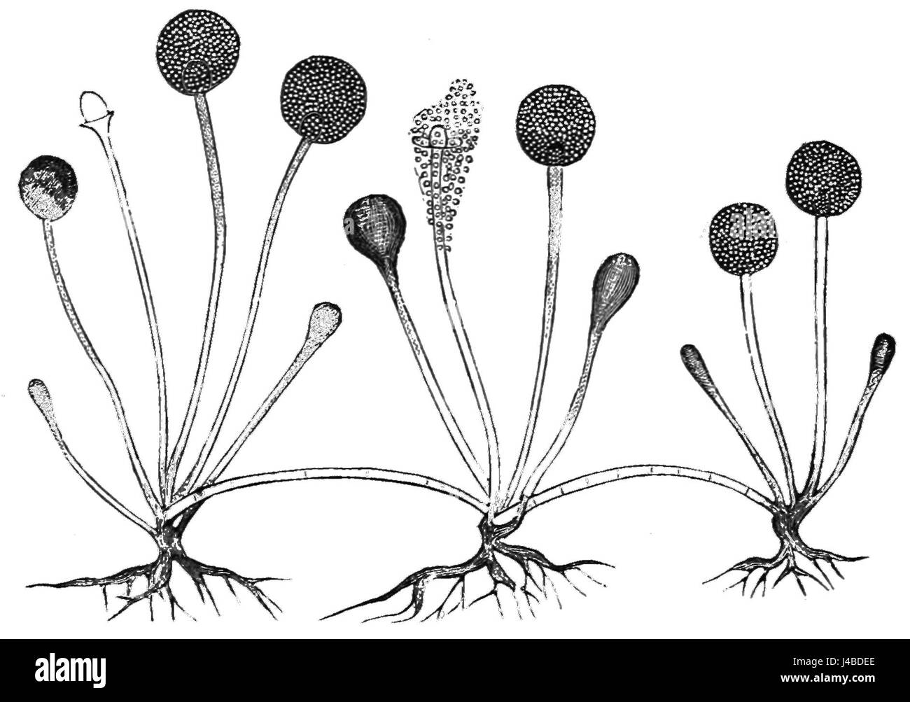 Plant spore Black and White Stock Photos & Images - Alamy