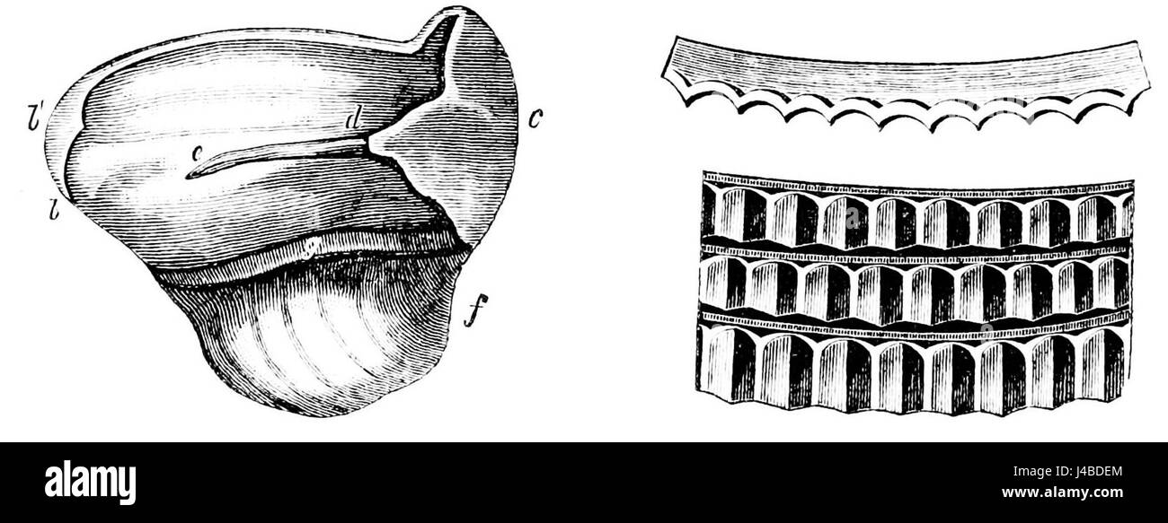 Shipworms Black and White Stock Photos & Images - Alamy