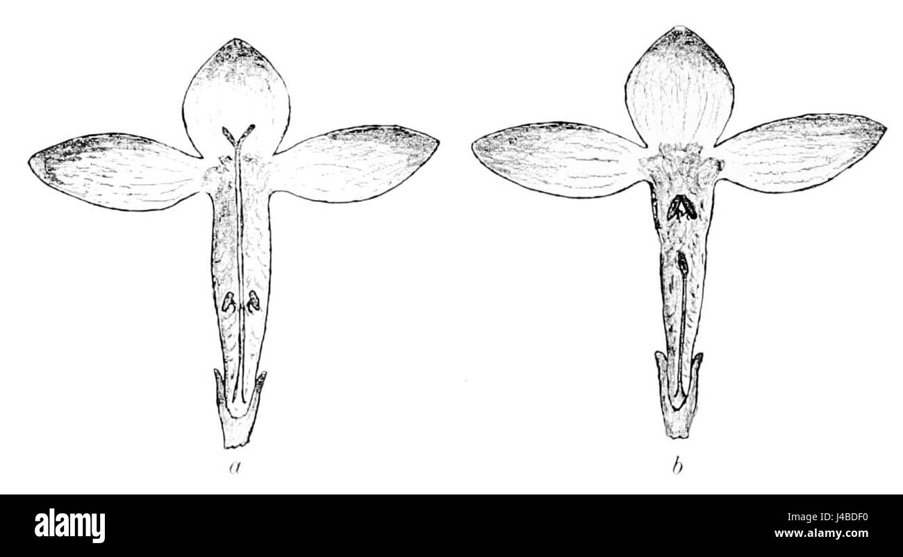 Morphological forms hi-res stock photography and images - Alamy