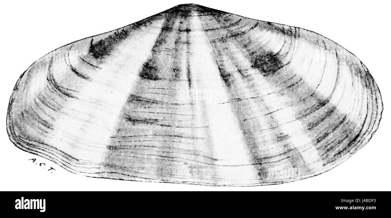 The *Sunset Shell*, featured in the Popular Science Monthly (PSM ...