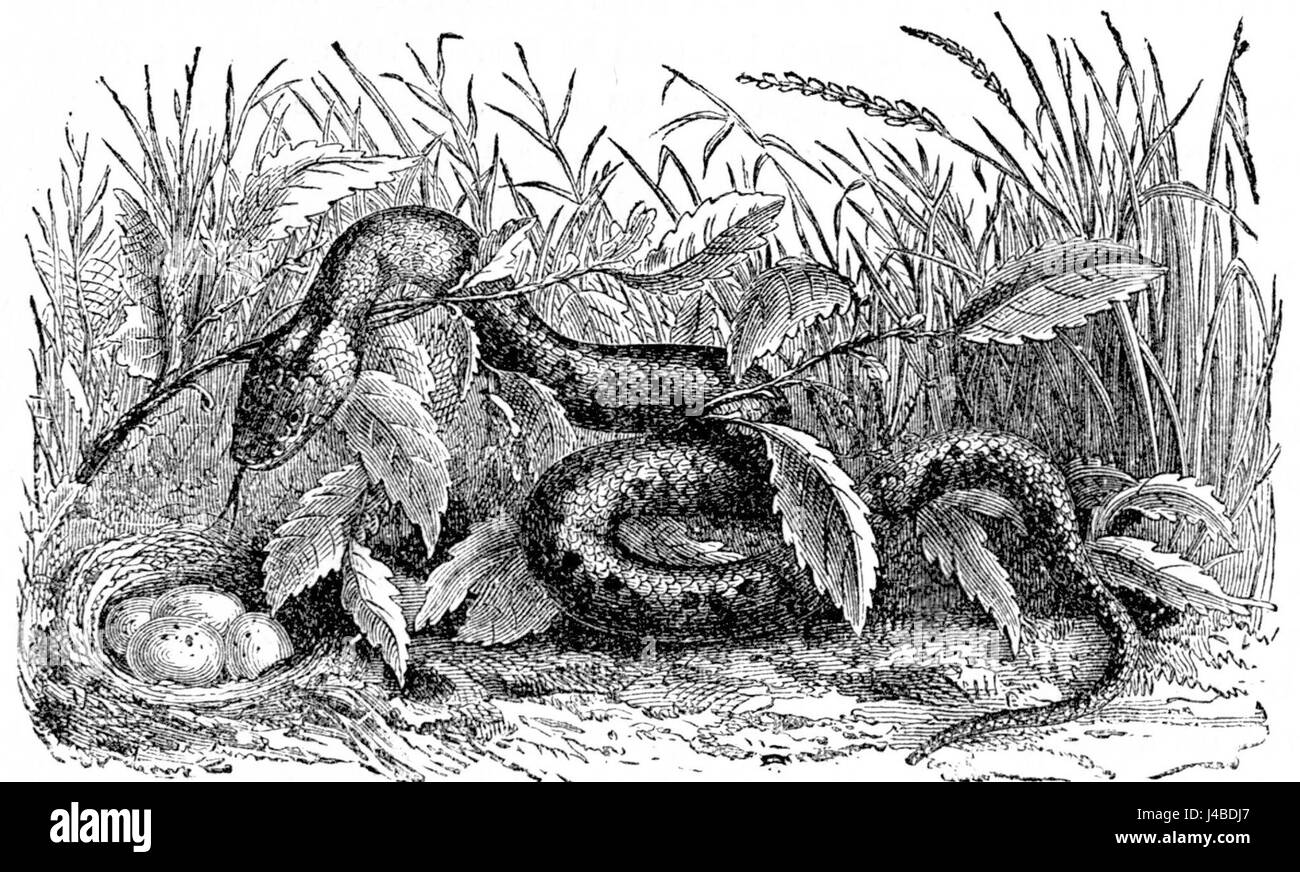 Temperate grass Black and White Stock Photos & Images - Alamy