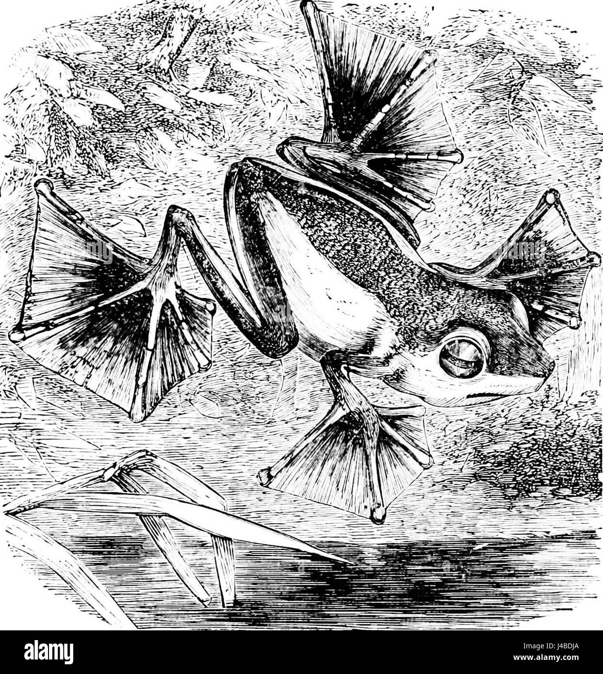 Flying frog in flight Black and White Stock Photos & Images - Alamy