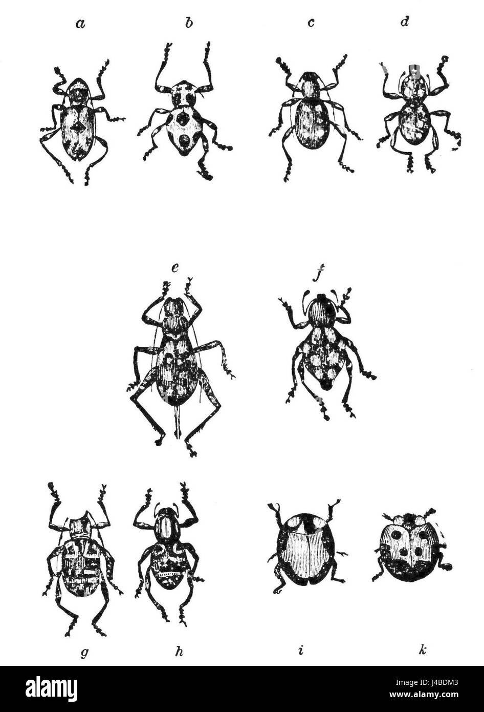 This illustration from 'PSM V21 D618' shows various insects that mimic ...