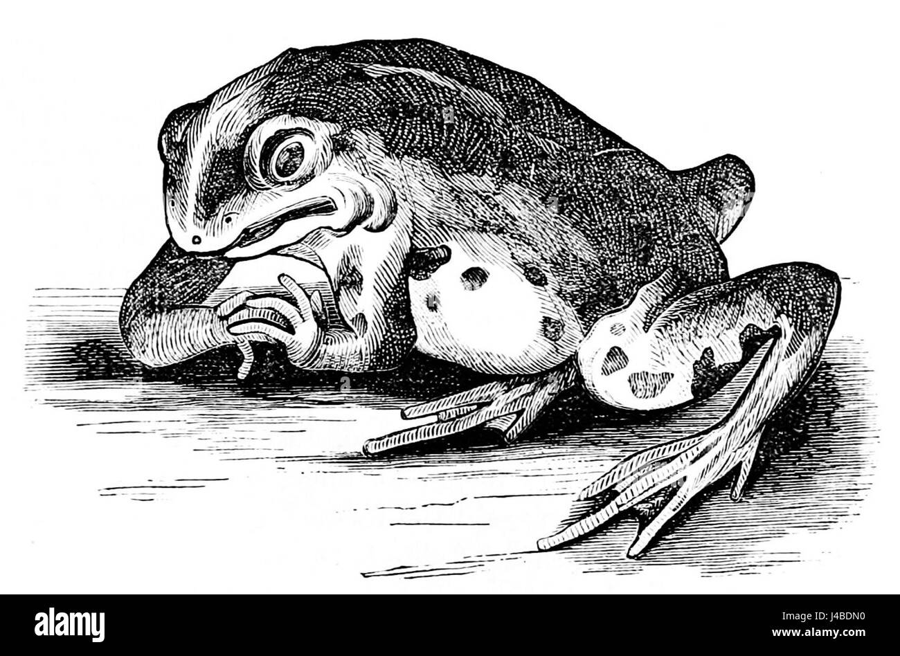 Frog brain Black and White Stock Photos & Images - Alamy