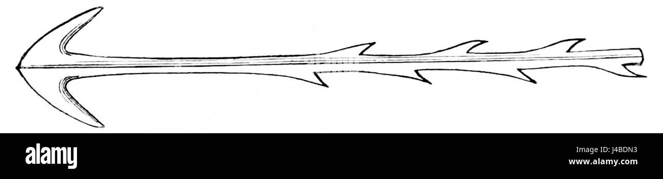 Pheronema hi-res stock photography and images - Alamy