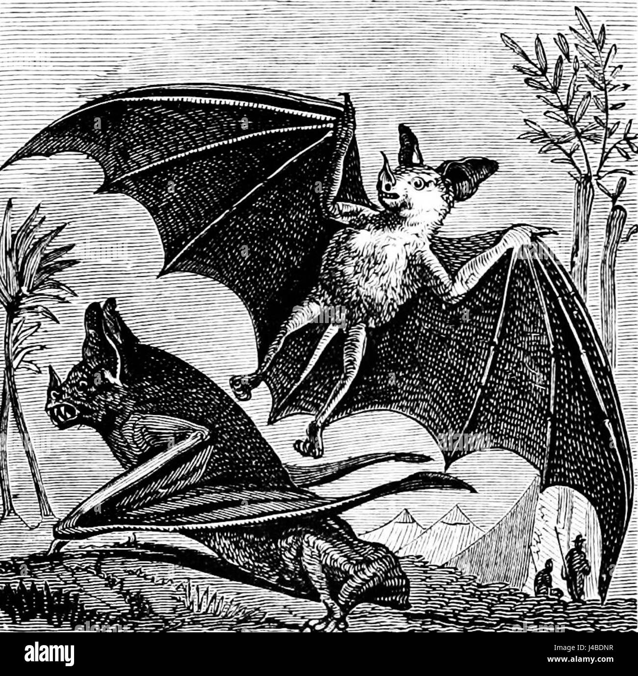 Vampire bat feeding blood hi-res stock photography and images - Alamy