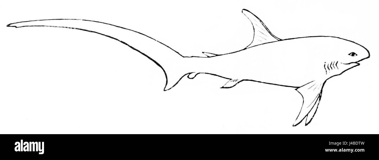 Shark hunting Black and White Stock Photos & Images - Alamy