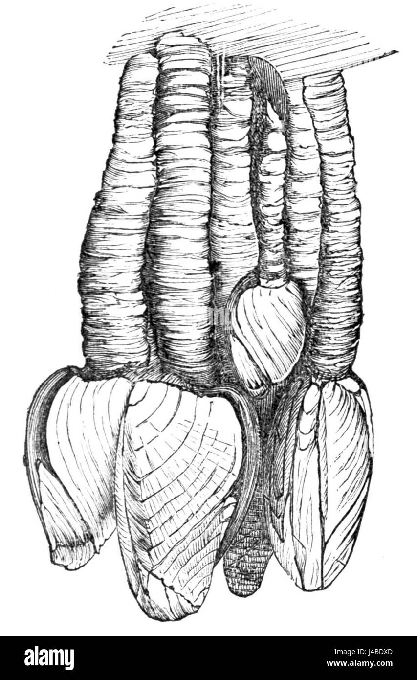 Barnacles illustration hi-res stock photography and images - Alamy