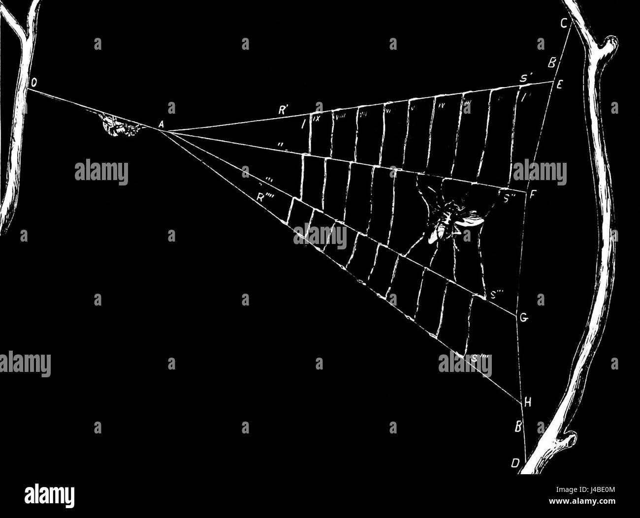 PSM V33 D818 Net of the triangle spider Stock Photo - Alamy