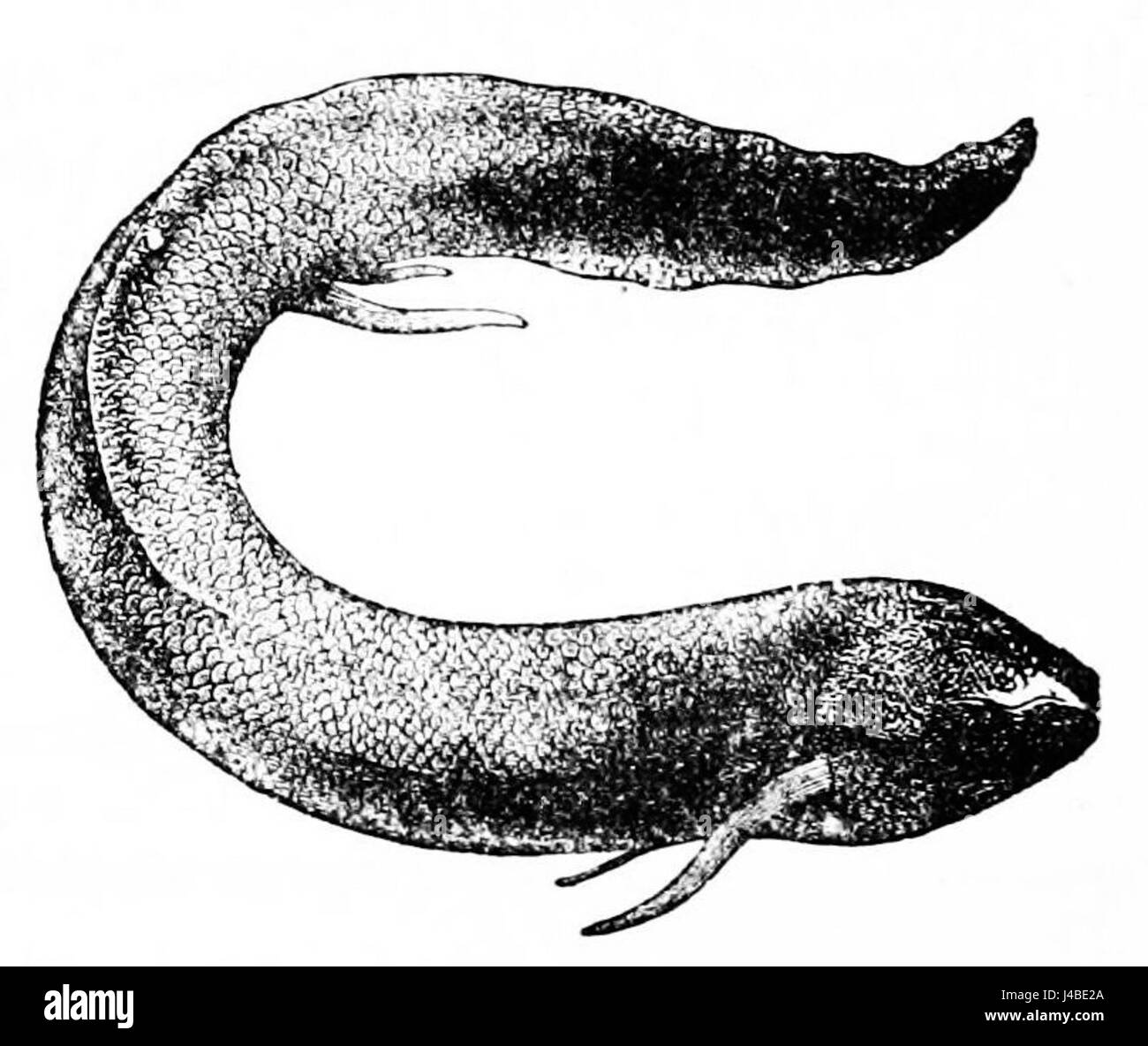 This refers to a scientific illustration of Lepidosiren, a genus of ...