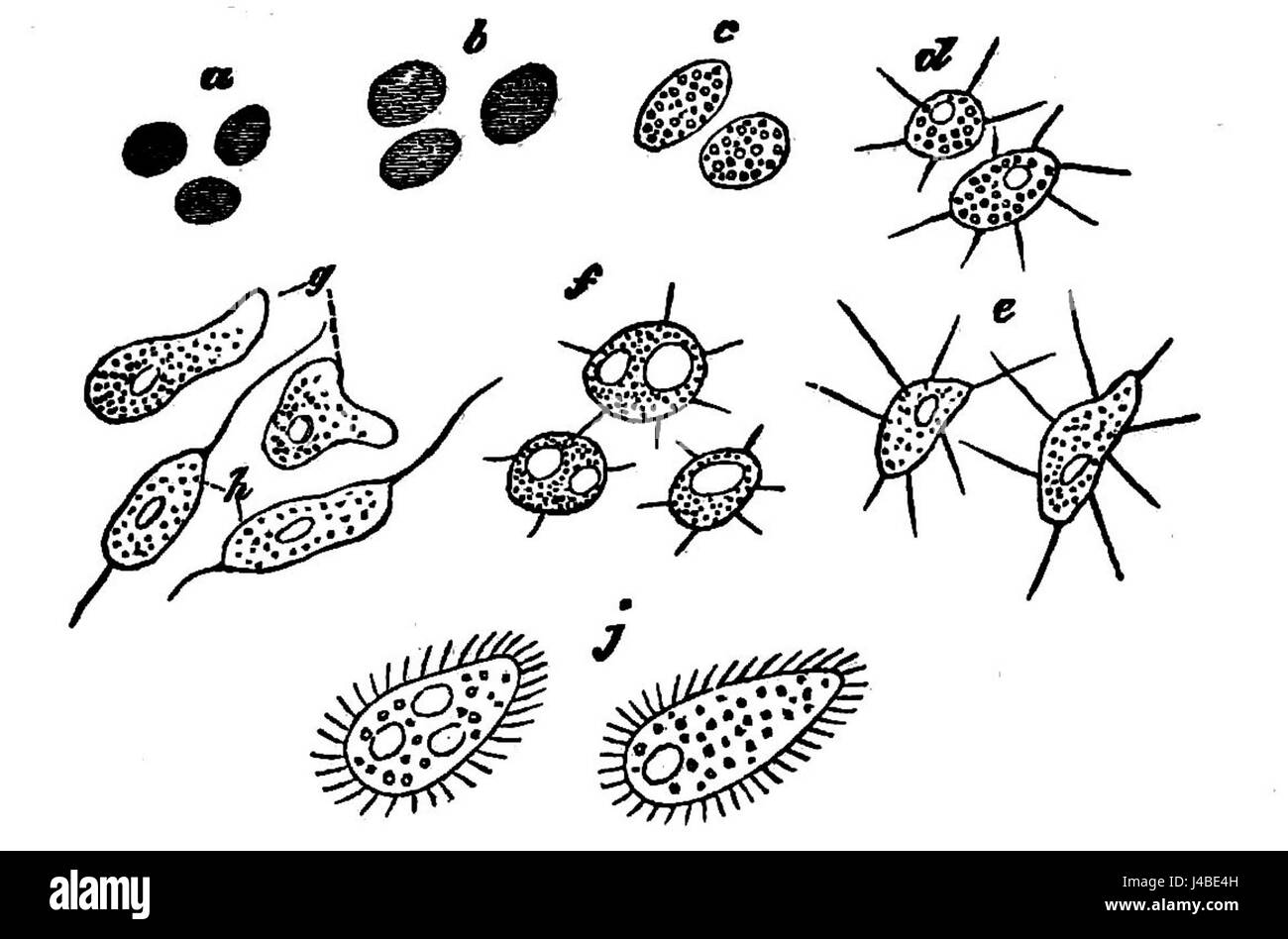 An educational illustration from the early 20th century showing ...