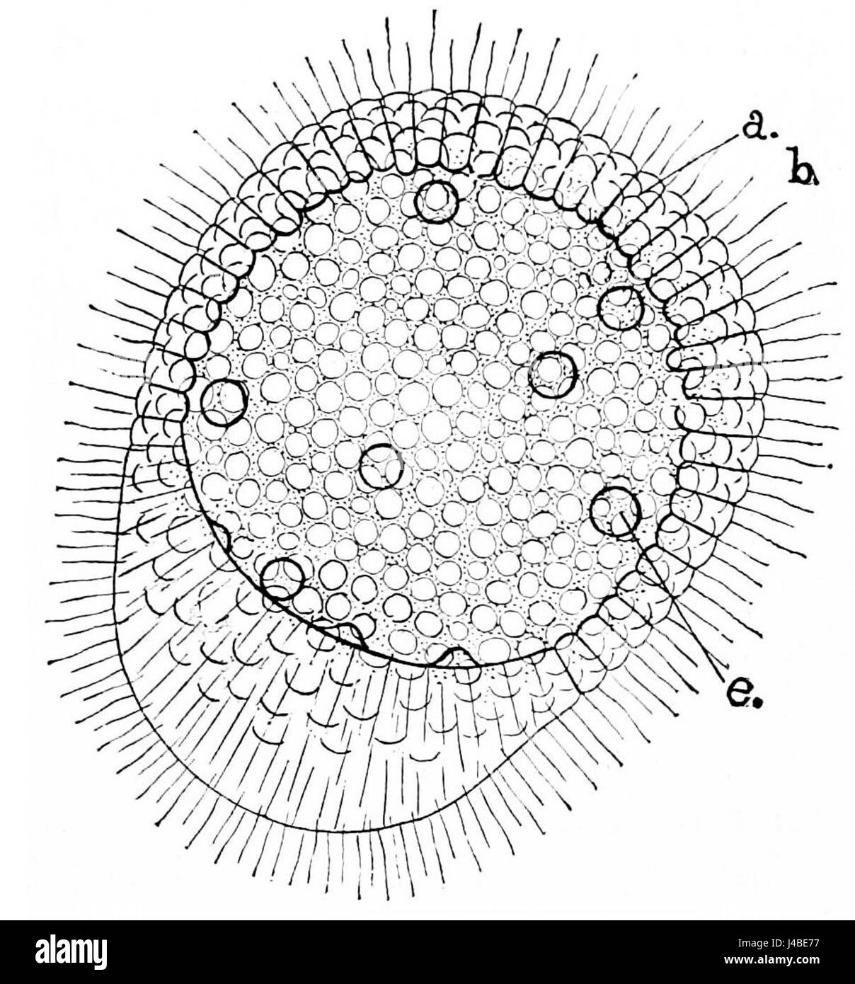 Planula High Resolution Stock Photography and Images - Alamy