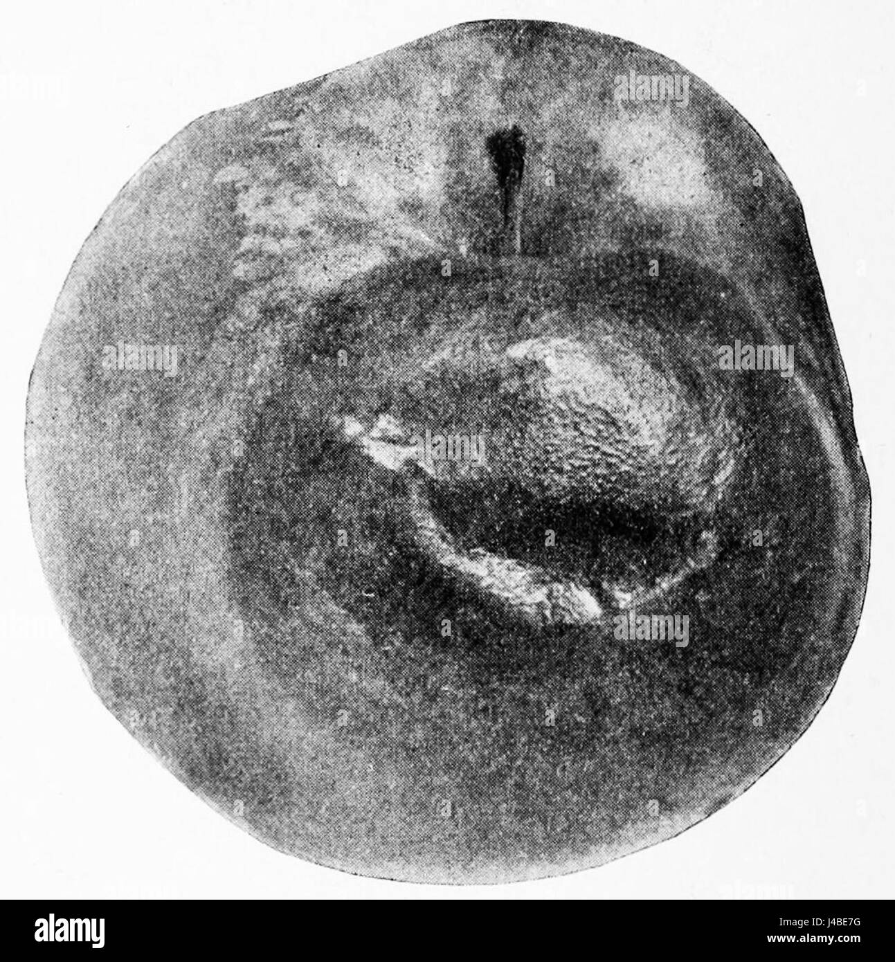 Black rot disease Black and White Stock Photos & Images - Alamy
