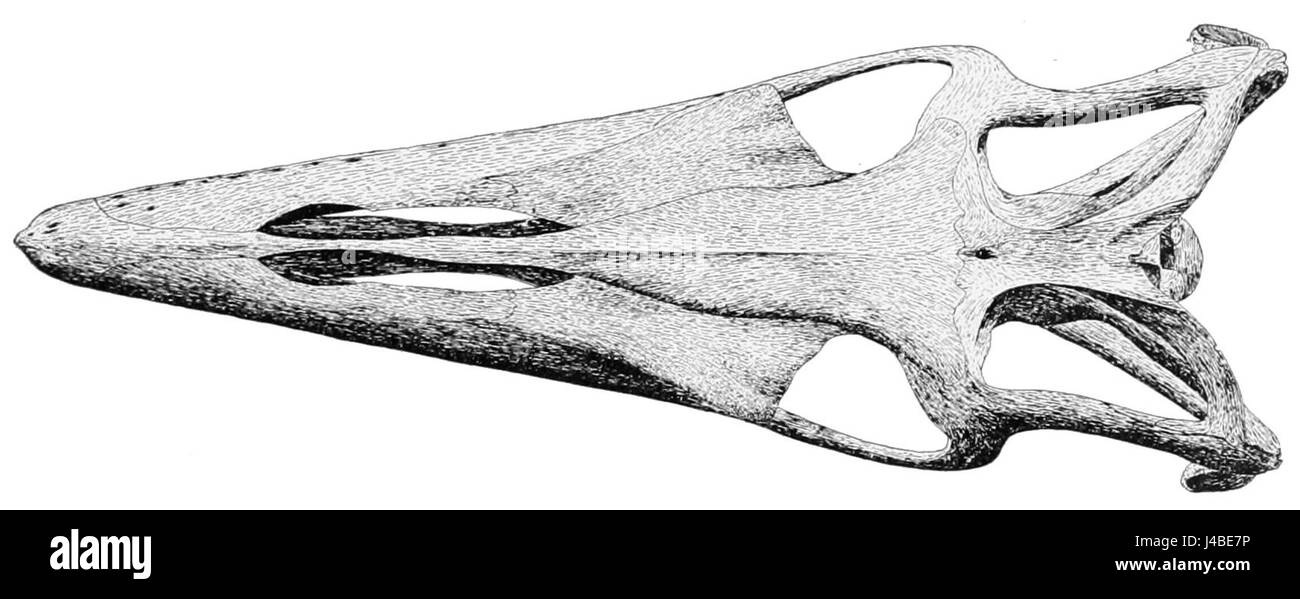 This image depicts the top of the skull of *Clidastes velox*, a species ...
