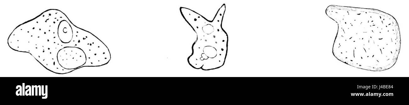 Amoebae hi-res stock photography and images - Alamy