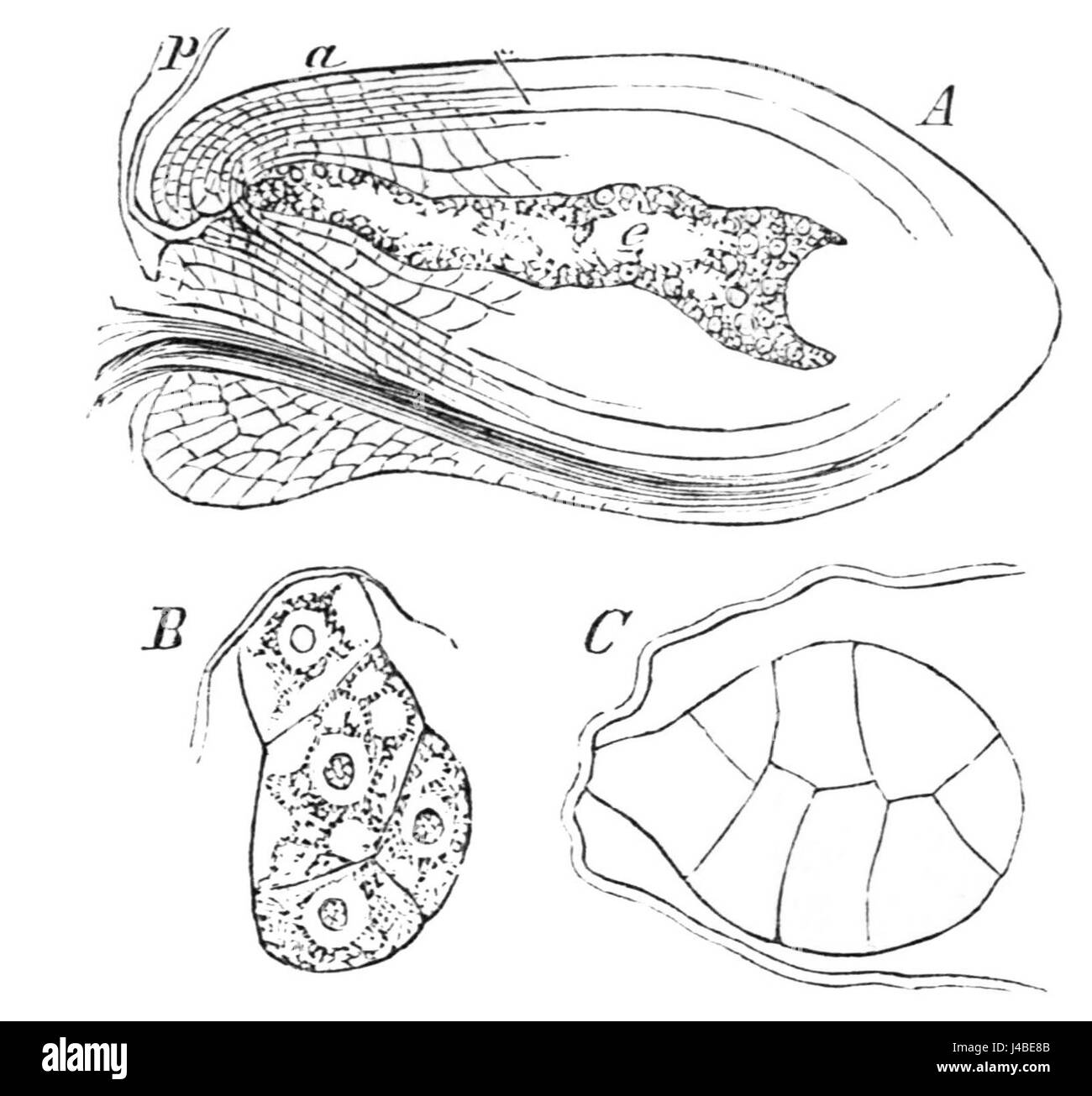 Drawing fertilization ovule Black and White Stock Photos & Images - Alamy