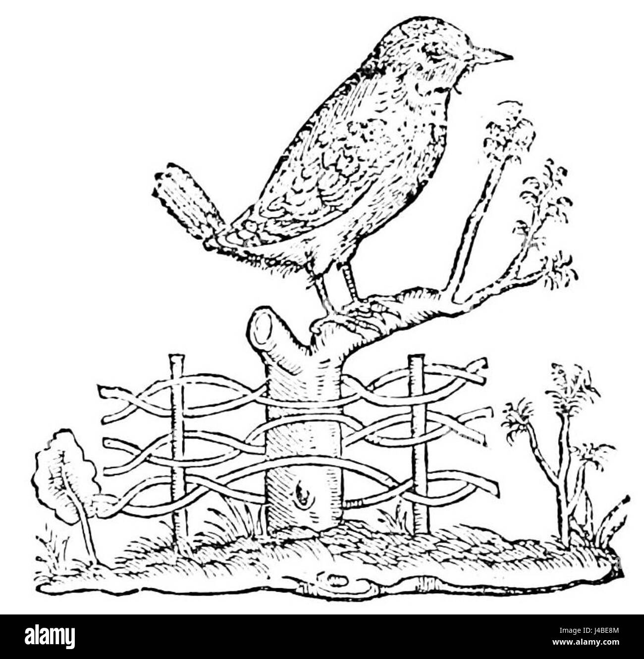 Map of wren hi-res stock photography and images - Alamy