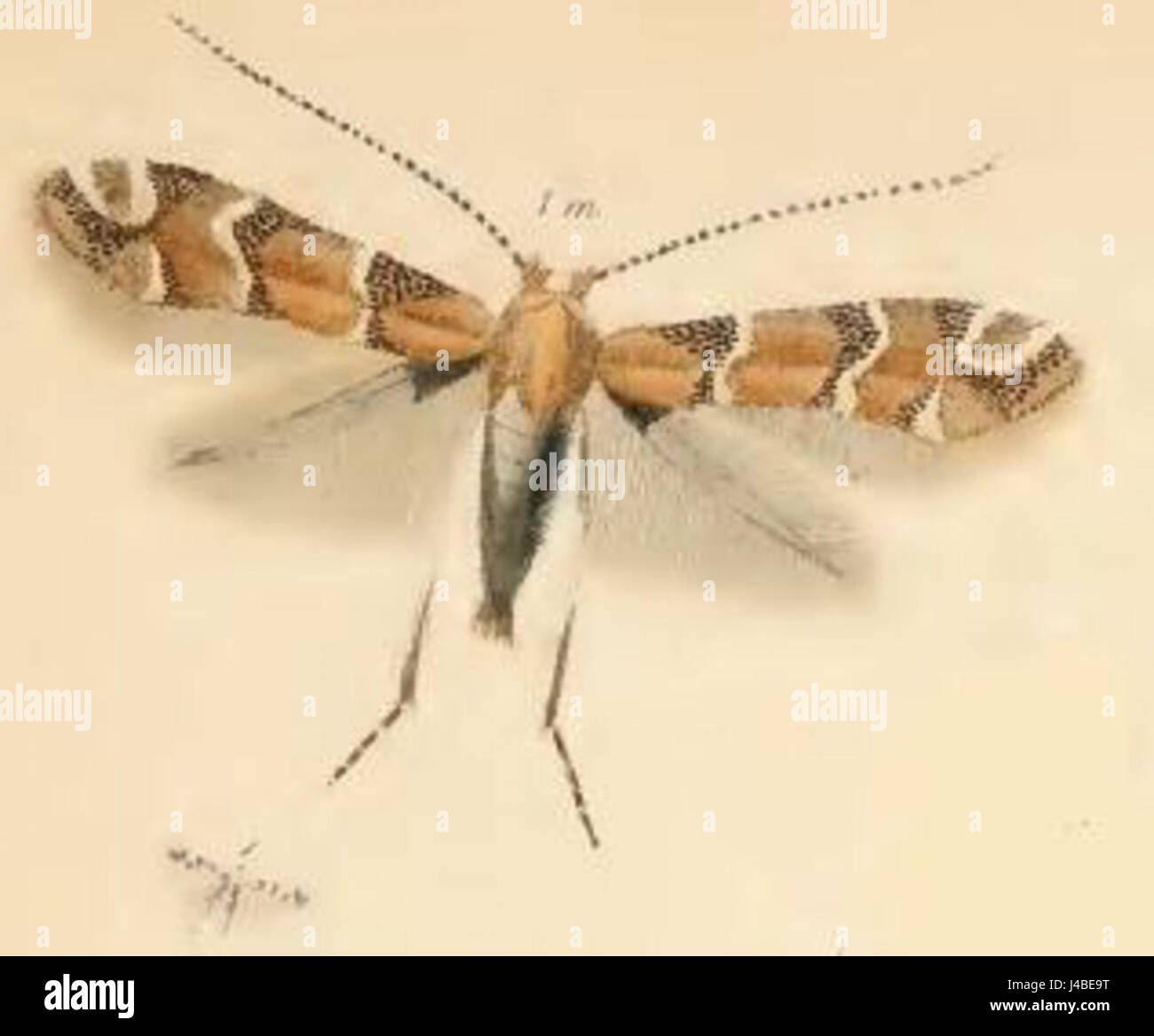 Distinctive leaf markings hi-res stock photography and images - Alamy