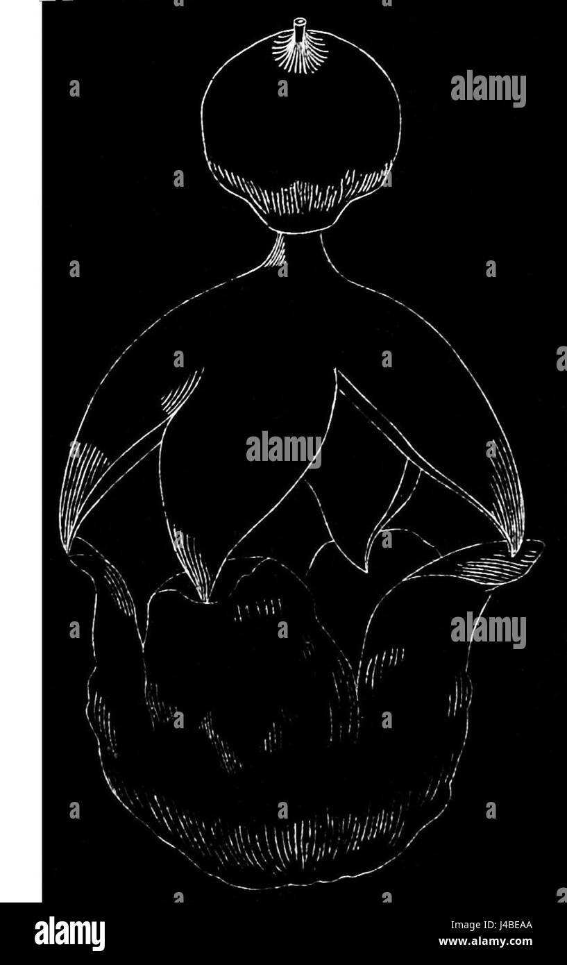 Geaster mushroom Black and White Stock Photos & Images - Alamy