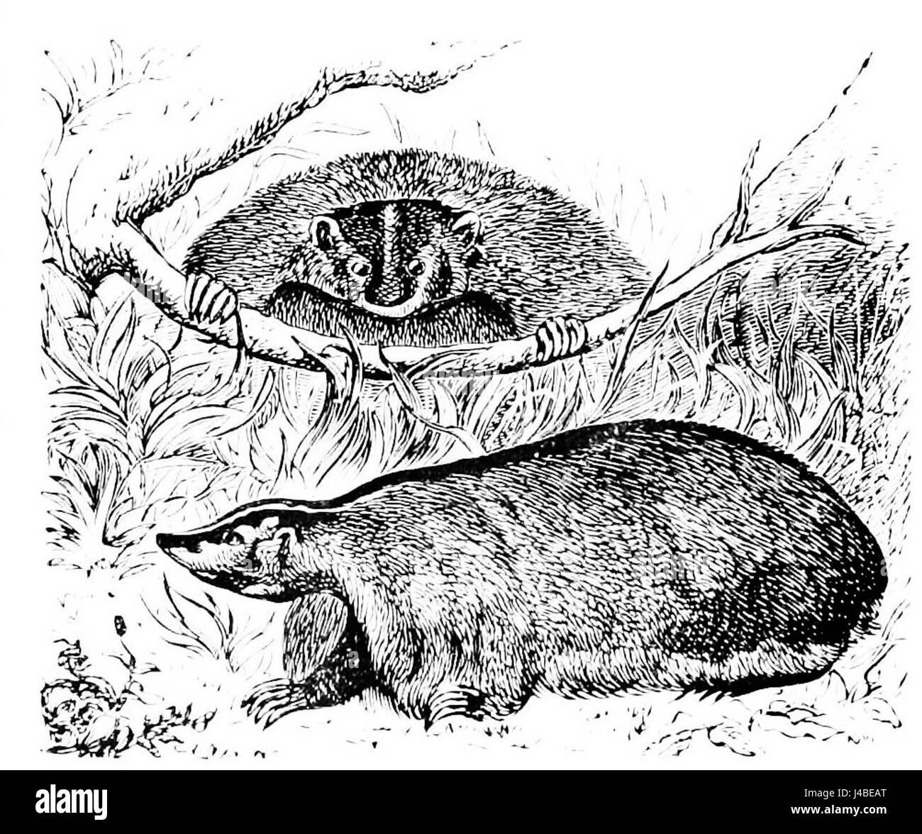 American badger Black and White Stock Photos & Images - Alamy
