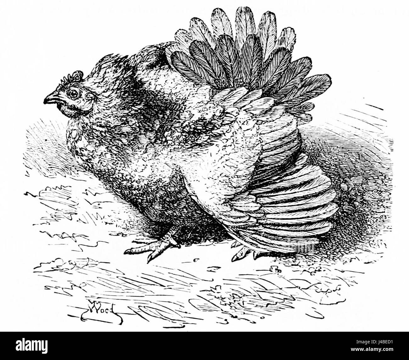 Animal instincts 2 Black and White Stock Photos & Images - Alamy