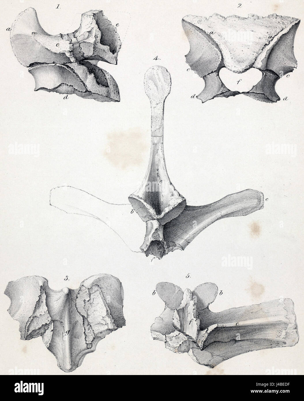 Poekilopleuron is an extinct genus of theropod dinosaurs from the Late ...