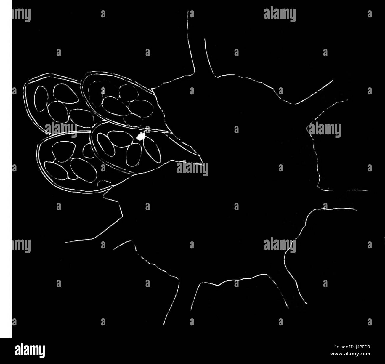 Lilac botanical Black and White Stock Photos & Images - Alamy