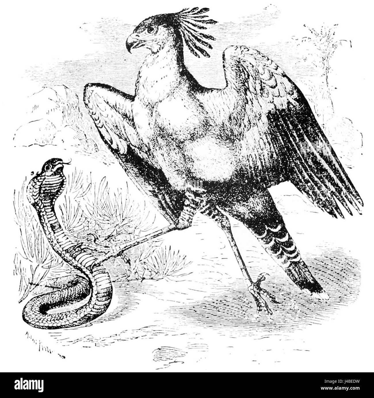 Secretary bird snake hi-res stock photography and images - Alamy