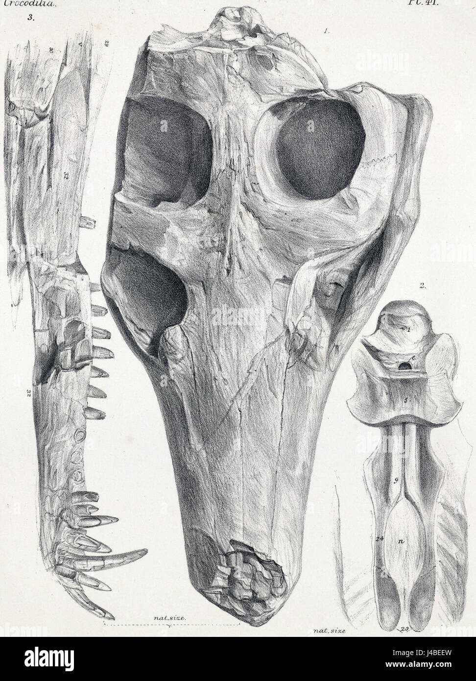 Petrosuchus is an extinct genus of reptiles, known for its role in the ...