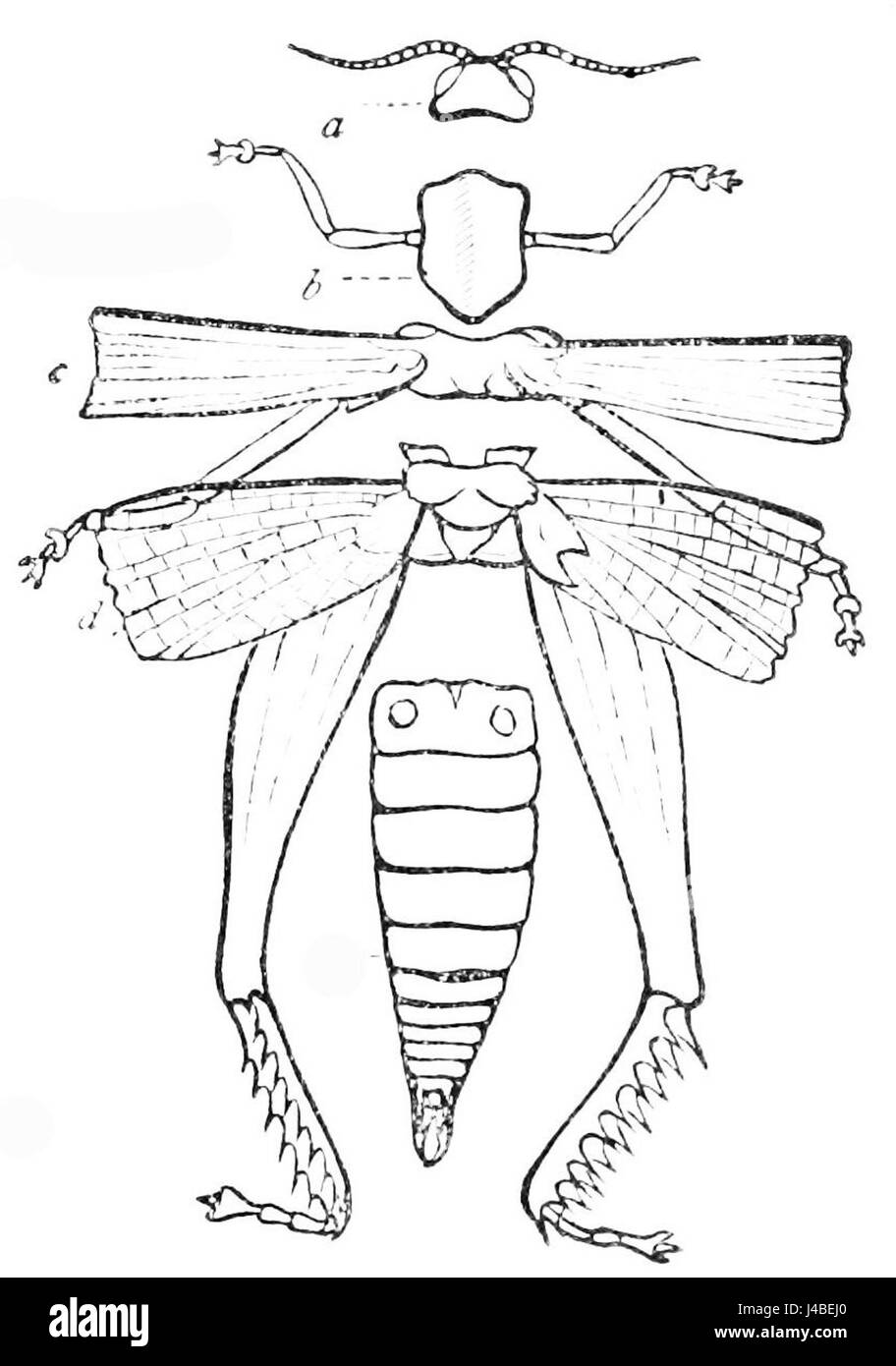 Insect photo Black and White Stock Photos & Images - Alamy