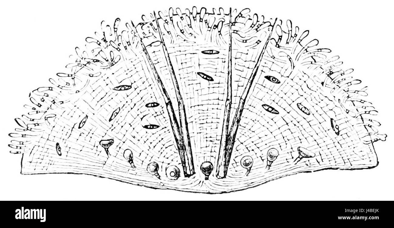 Utricularia drawing hi-res stock photography and images - Alamy