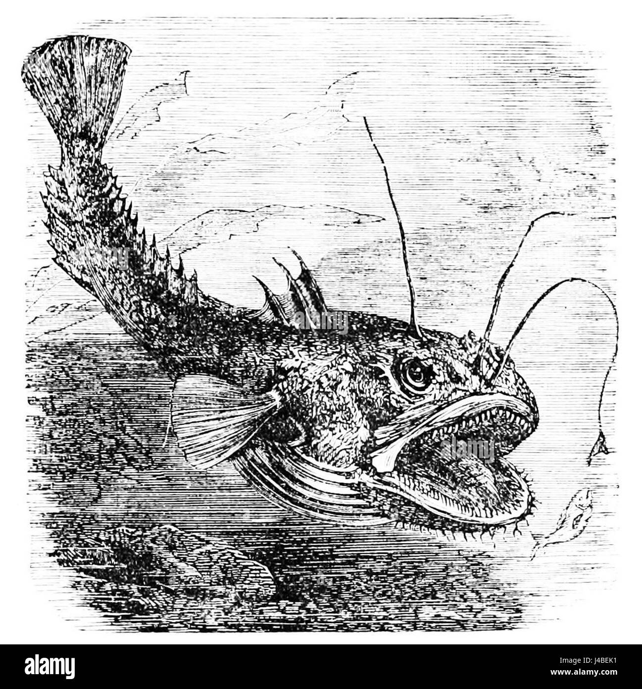 Fascinating creatures anatomy hi-res stock photography and images - Alamy