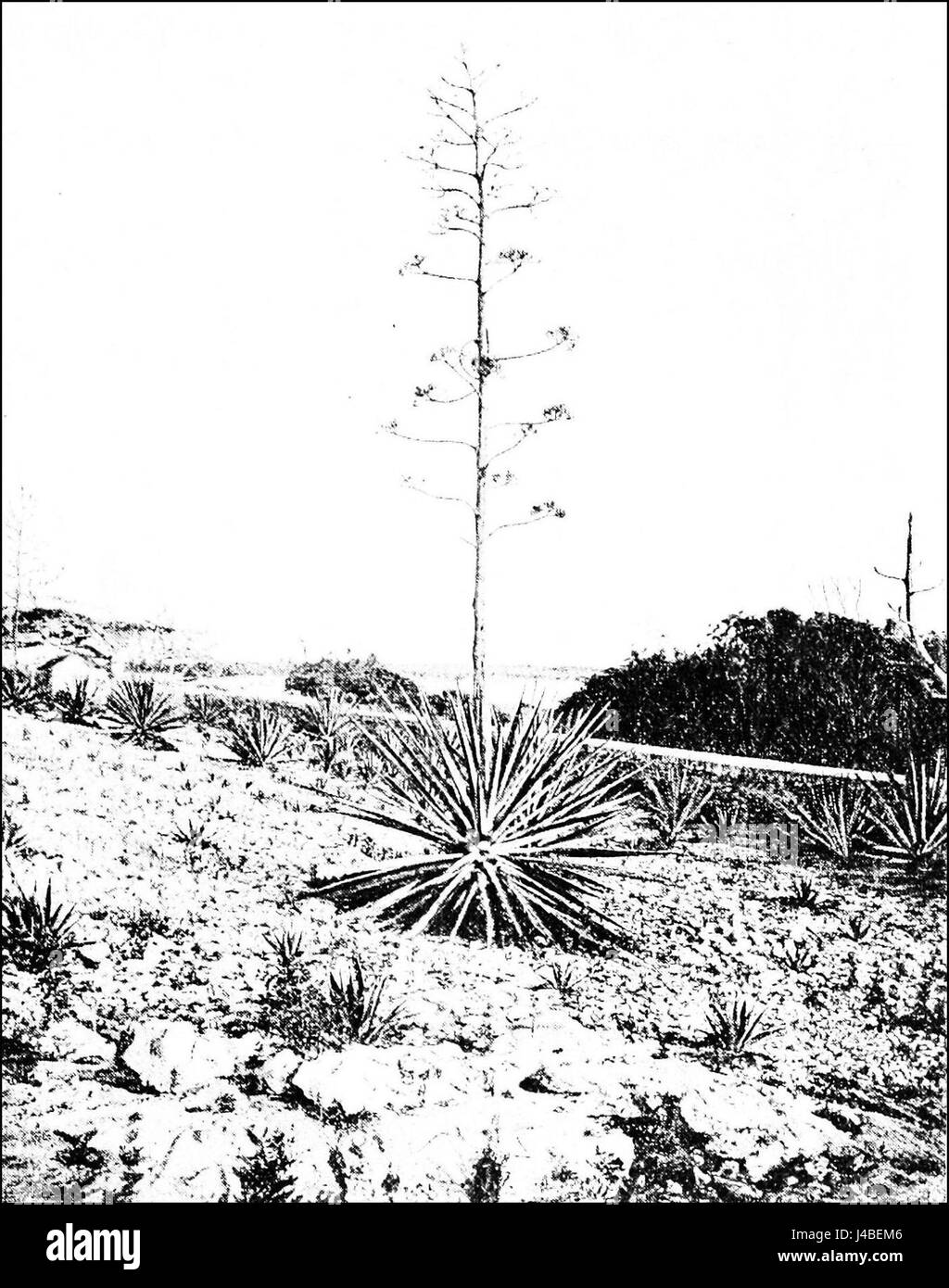 Agave rigida var. sisalana, also known as sisal, is shown in bloom near ...