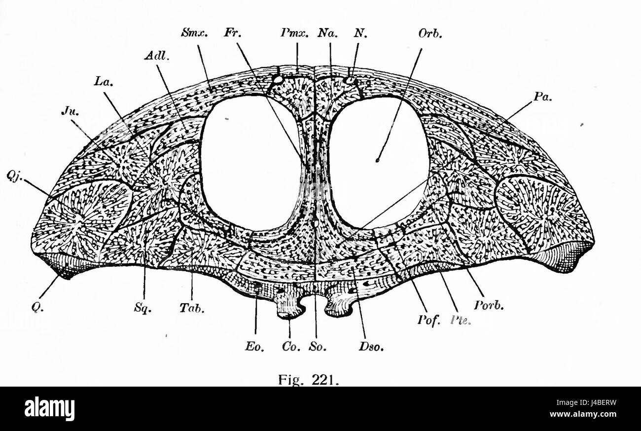 Plagiosternum is a genus within the insect order, specifically a type ...