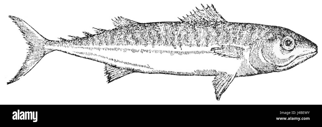 Fish taxonomy illustration Black and White Stock Photos & Images - Alamy