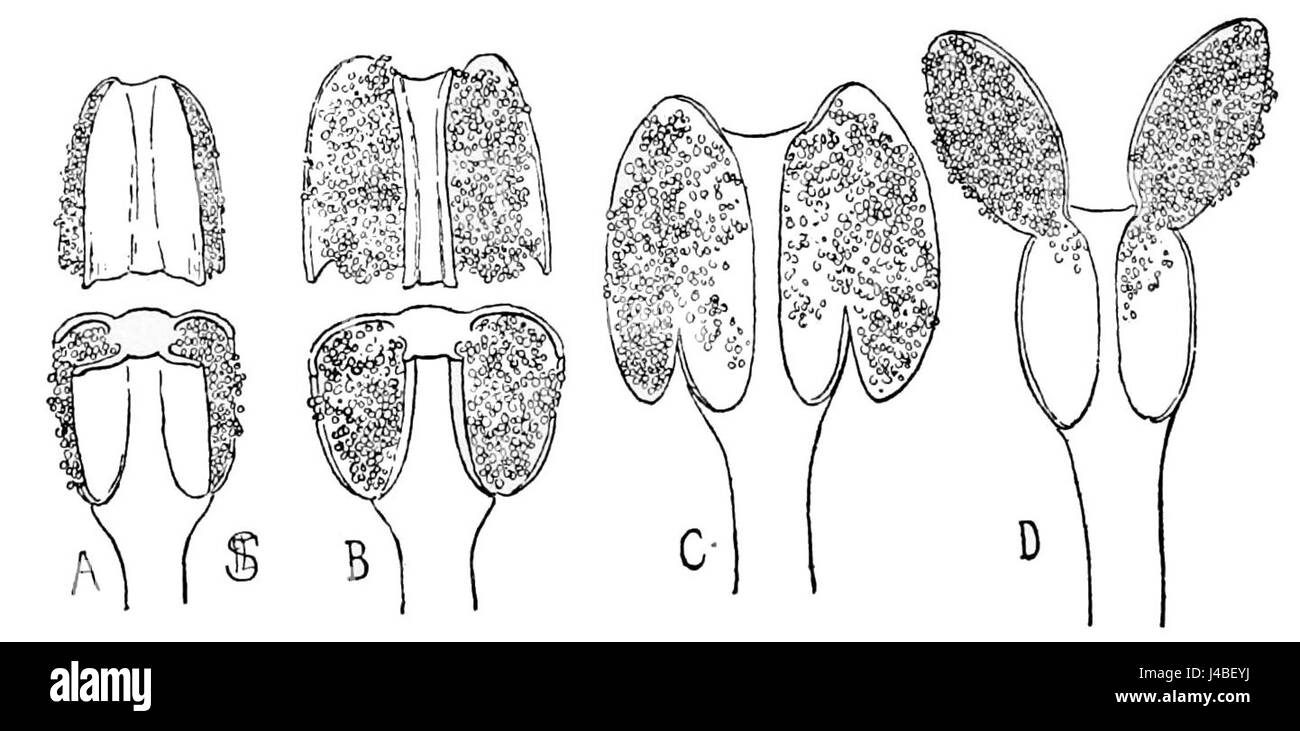 Dehiscence Cut Out Stock Images & Pictures - Alamy