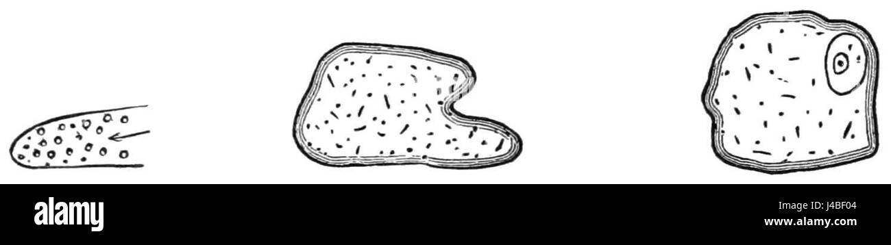 Amoeba development hi-res stock photography and images - Alamy