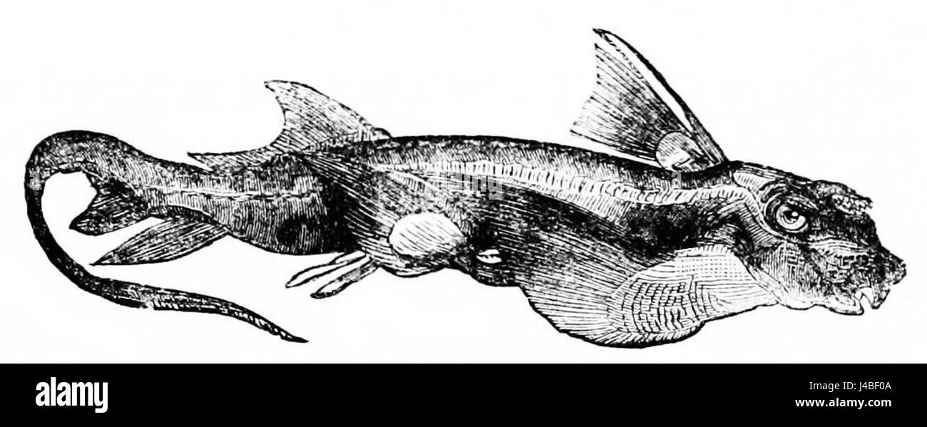 Chimera drawing hi-res stock photography and images - Alamy