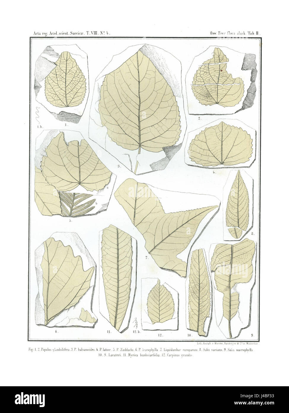 Polarflora 2 141 refers to a study or catalog of polar plant species ...