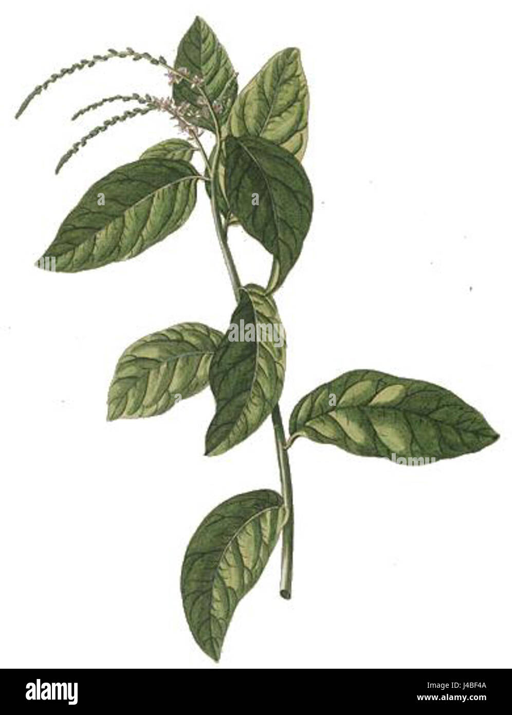 Ehret hi-res stock photography and images - Alamy